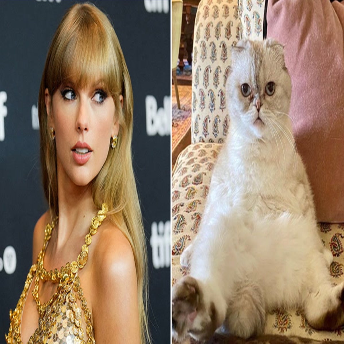 Olivia Benson Swift Taylor Swift's Cat, Olivia Benson SO CUTE