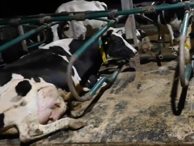 Cows on farm for wholesaler for Iceland, Budgens and Costa Coffee found ...