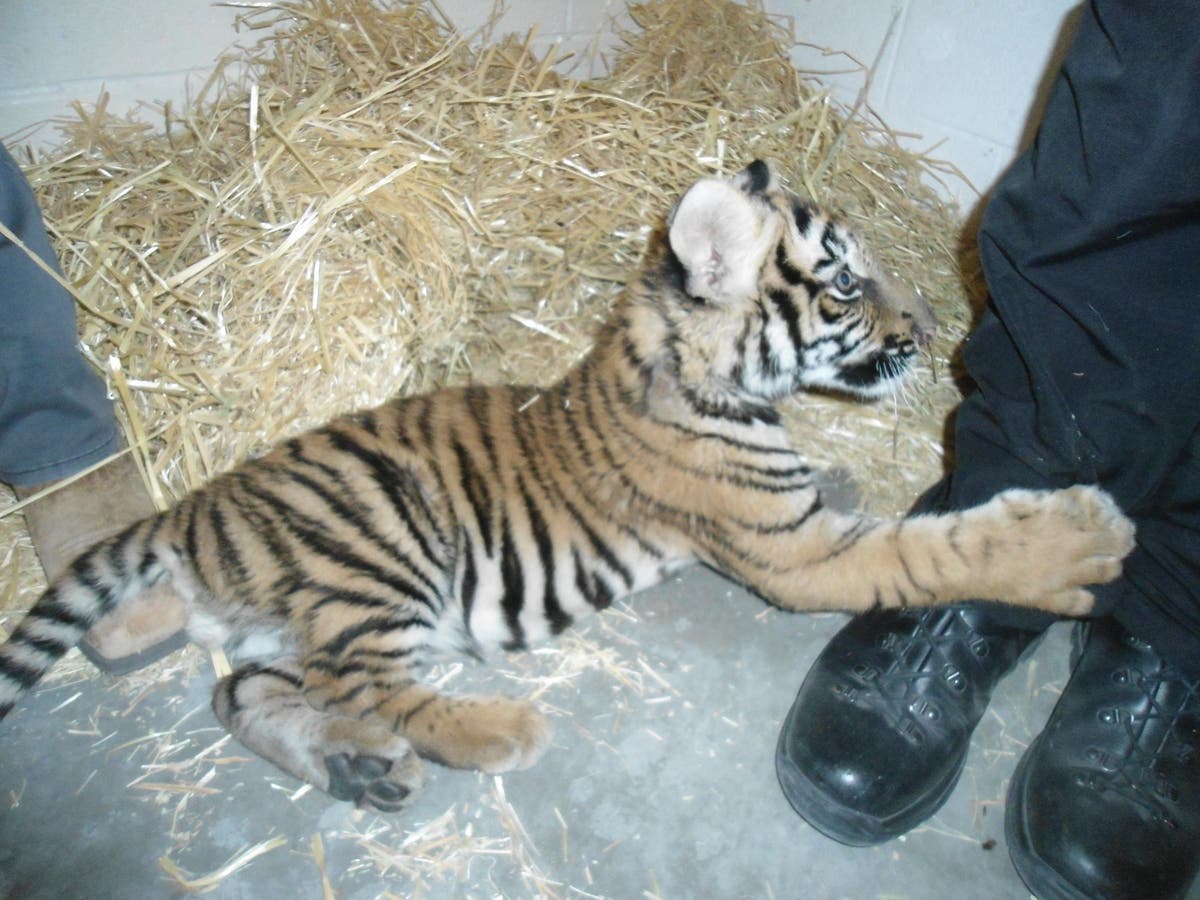 Caged tiger cub found by police investigating shooting in New Mexico ...