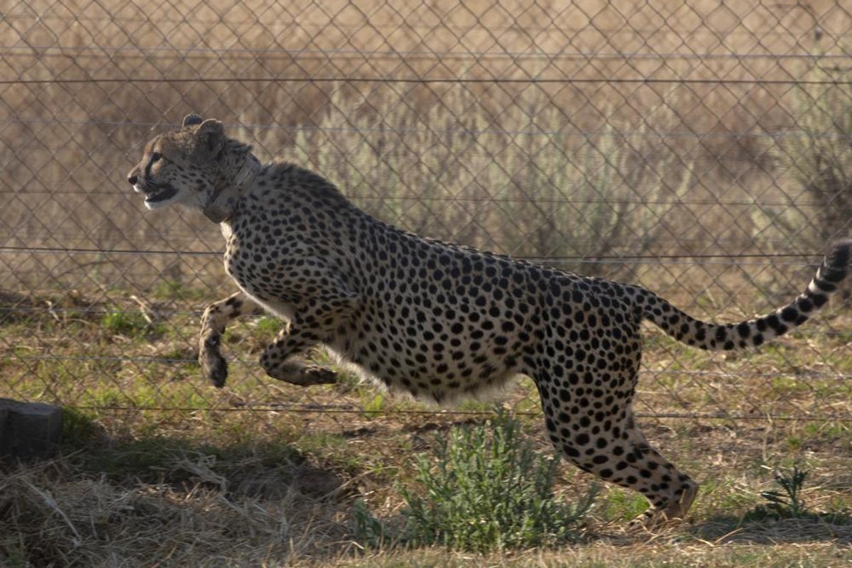 India plans to import second group of cheetahs after successful trial ...