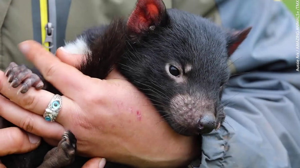 Baby Tasmanian Devil