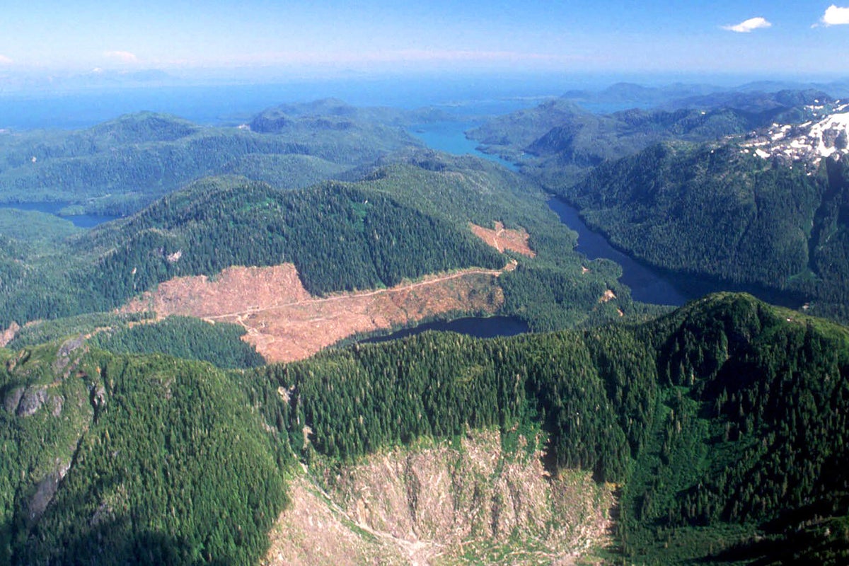 US reinstates road, logging restrictions on Alaska forest | The Independent