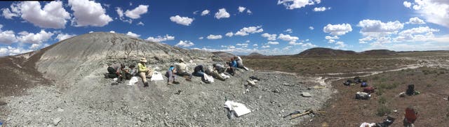 Scientists unearth fossils of ‘previously unknown species’ in Arizona ...