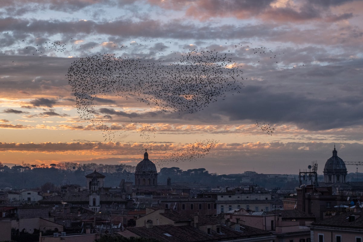 The spectacle of Rome’s starling migration comes at a messy cost | The ...