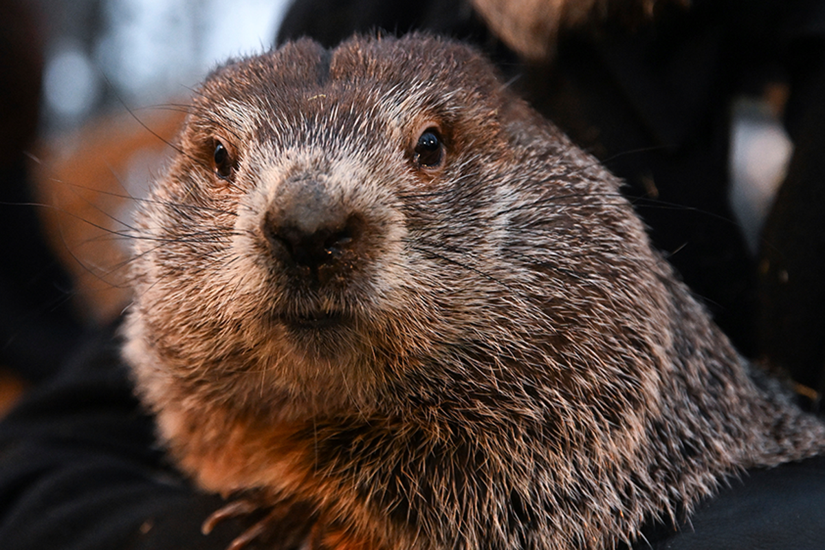Watch: Phil the groundhog predicts how long winter will last | The ...