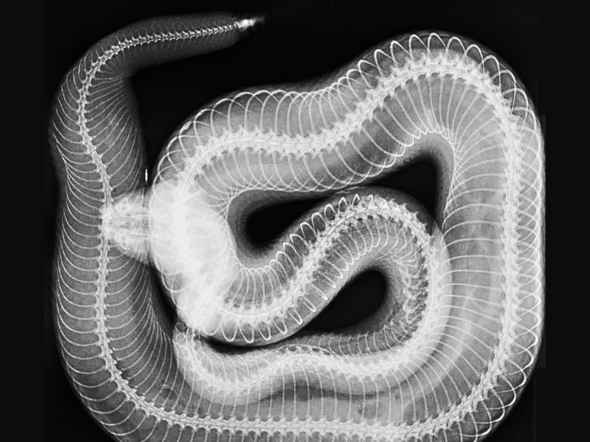 London Zoo Releases Xray Images Of Their Animals Blazepress London Zoo