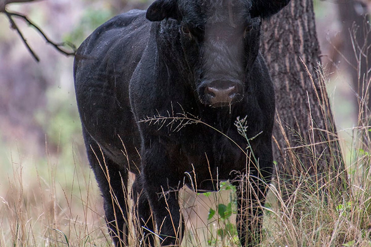 Reprieve sought for cattle on eve of US shooting operation | The ...