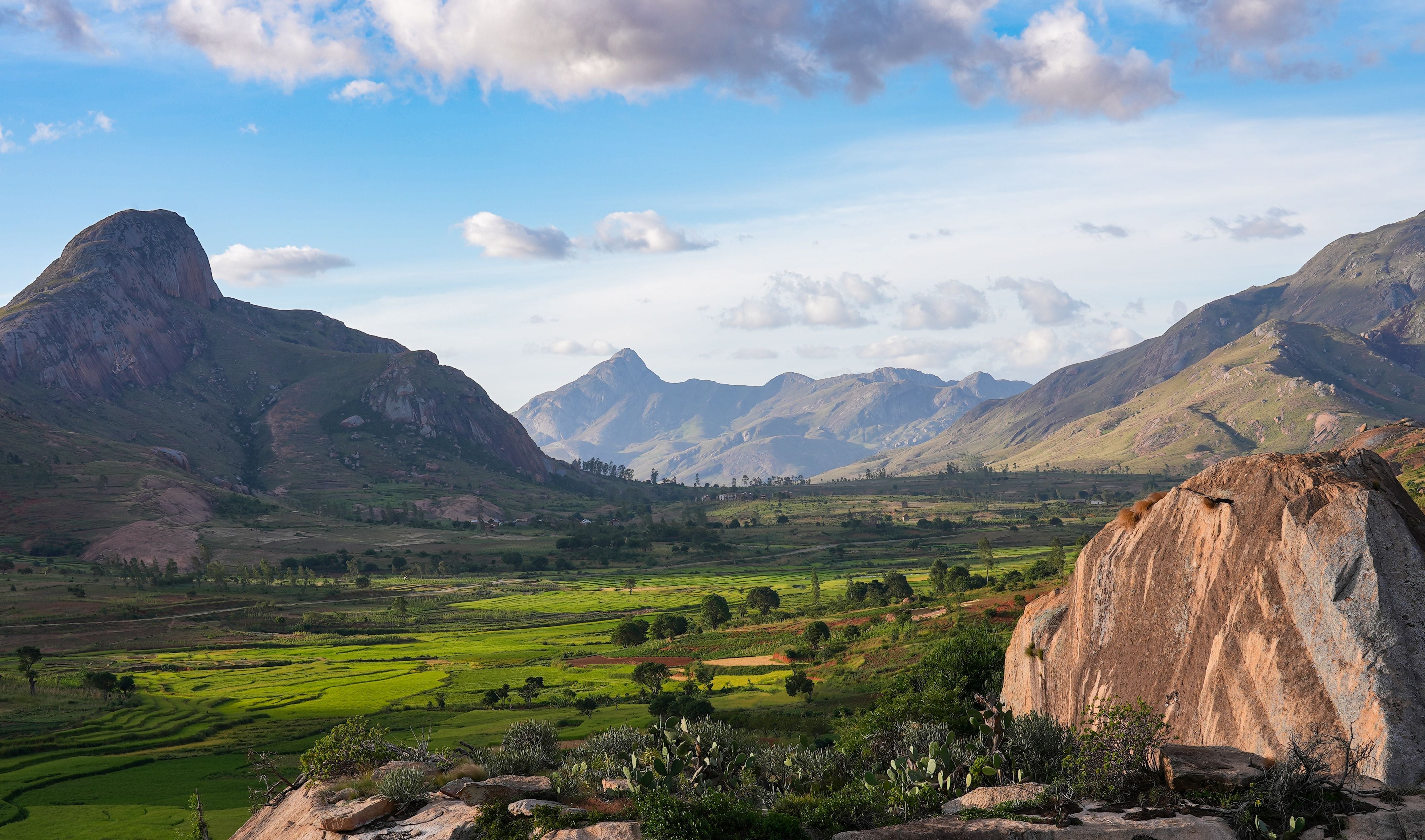 Growing trees remotely: a high-impact, sustainable solution for ...