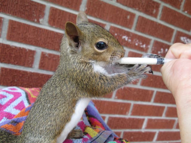 The woman who has dedicated her life to rescuing baby squirrels | The ...