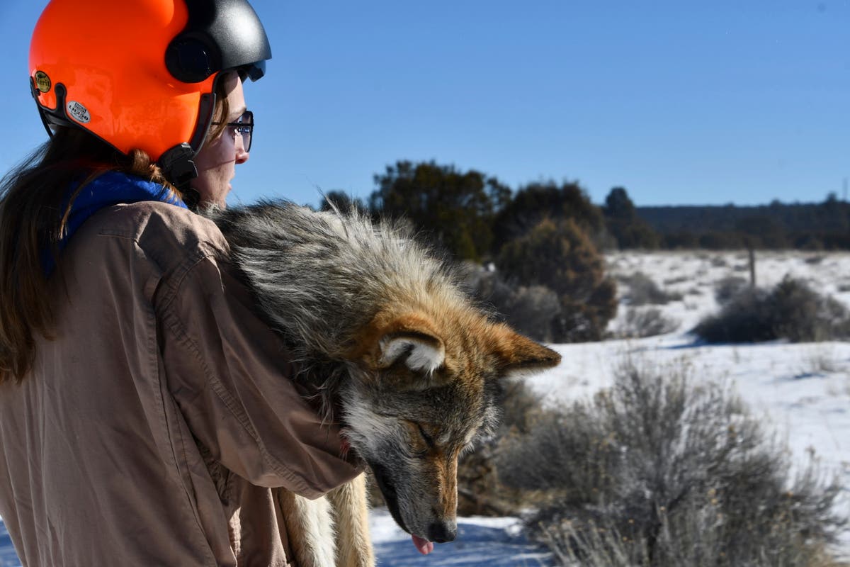 Endangered Mexican wolf population makes strides in US | The Independent