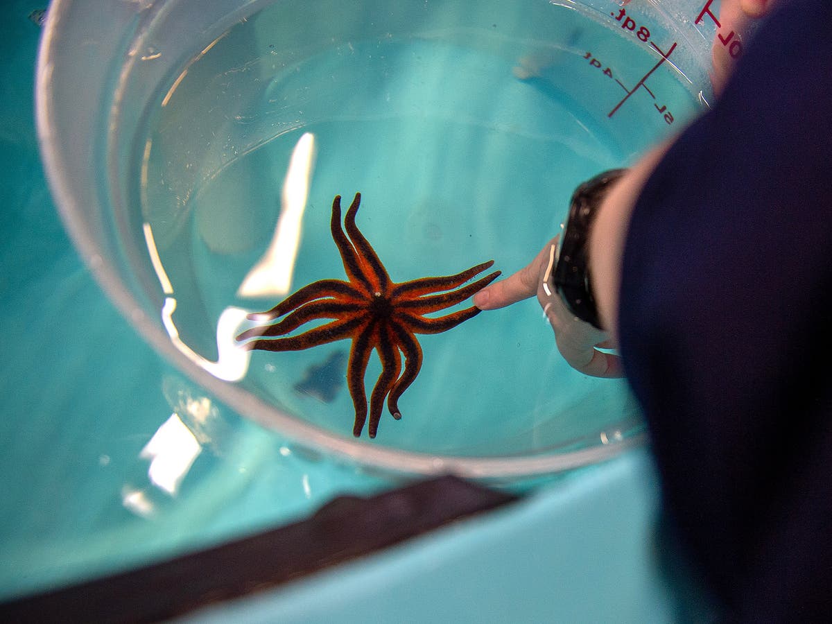 ‘It’s like a horror movie’: The fight against the mysterious illness ...