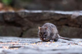Drug-addicted rats have taken over a Houston police evidence room after ...