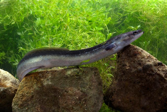 How British eels could be helping Putin in his war with Ukraine | The ...