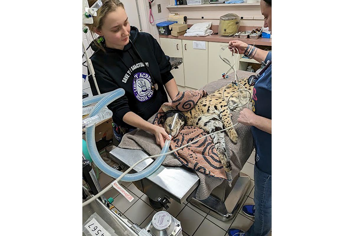 ‘Cocaine cat’ escaped owner, will now go to live at Cincinnati Zoo ...