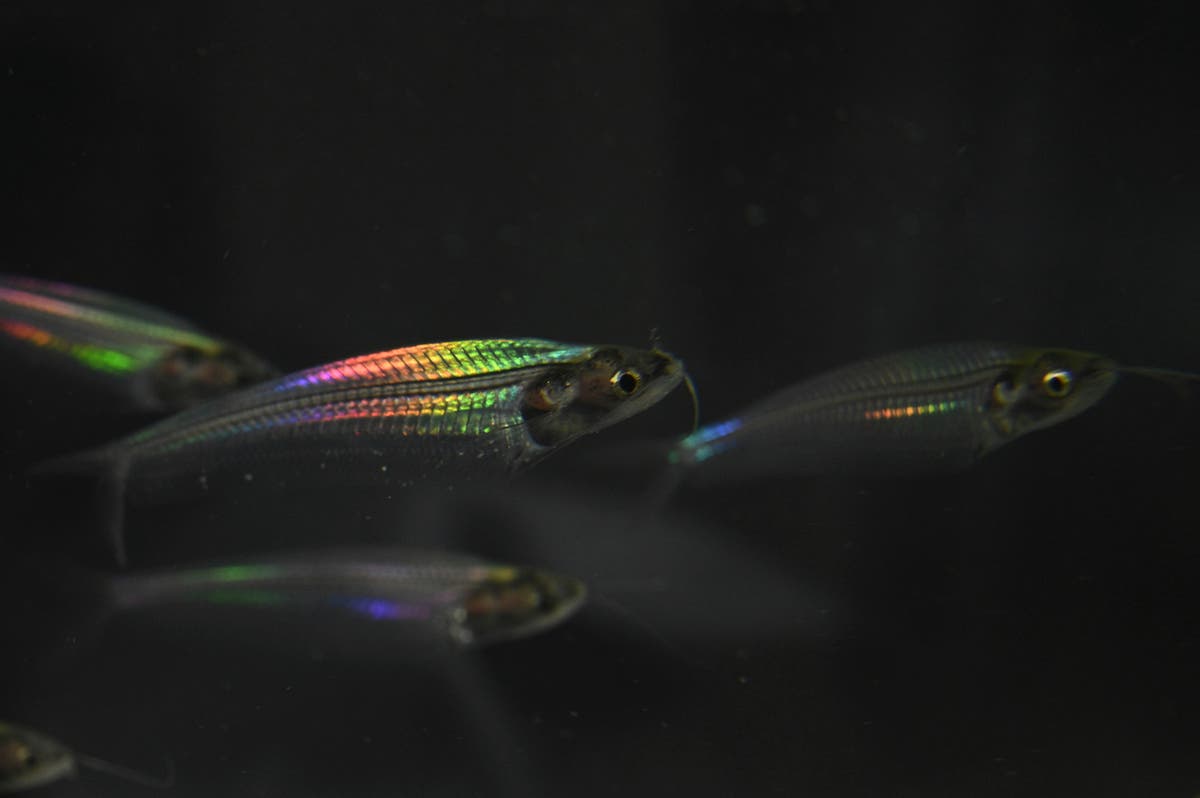 How this little see-through fish gets its rainbow shimmer | The Independent