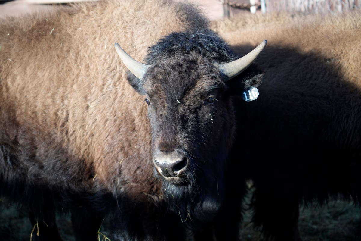 US tribes get bison as they seek to restore bond with animal | The ...