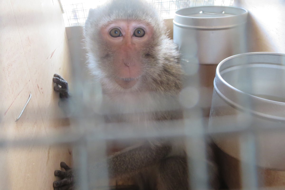 Row over 1,000 lab-test monkeys that may be killed or returned ‘to be ...