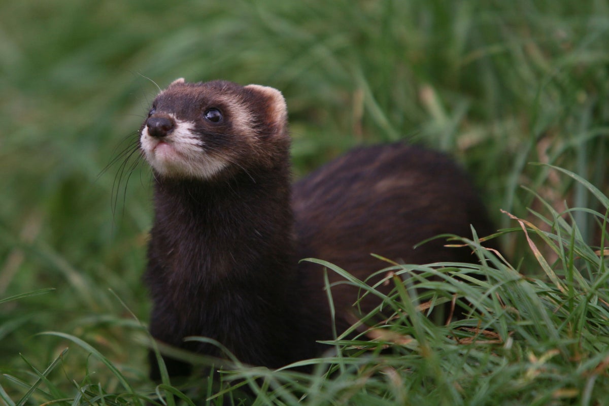 Impact of roadkill ‘more shocking’ than previously thought – scientists ...
