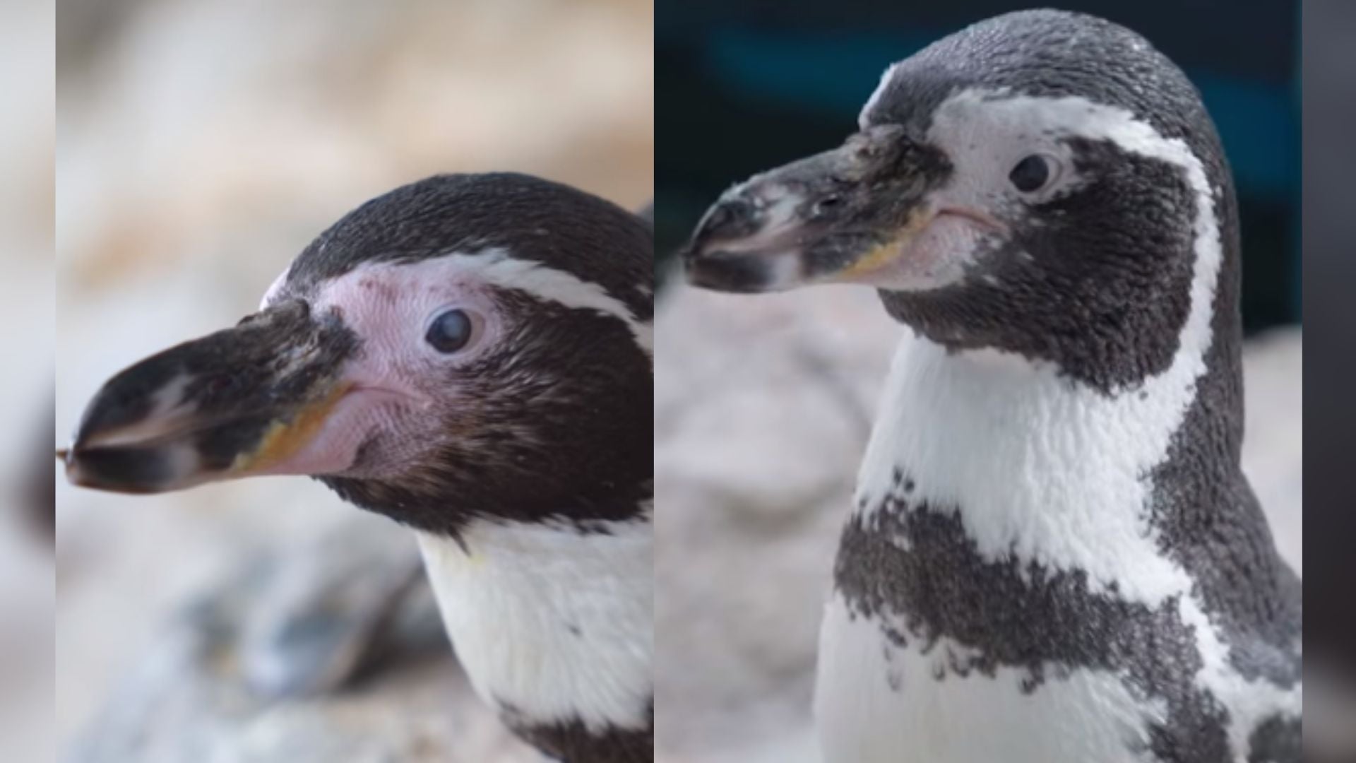 Singapore penguins given cataract surgery in likely world’s first | The ...