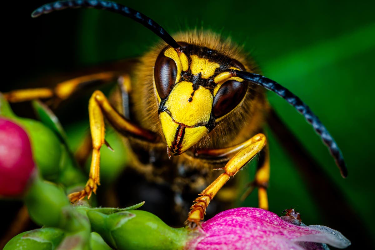 How to learn to love the ugly bugs in your garden | The Independent