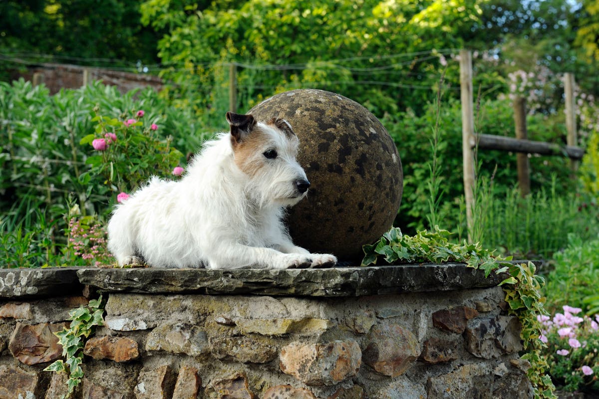 7 dog-friendly gardens to visit this spring | The Independent