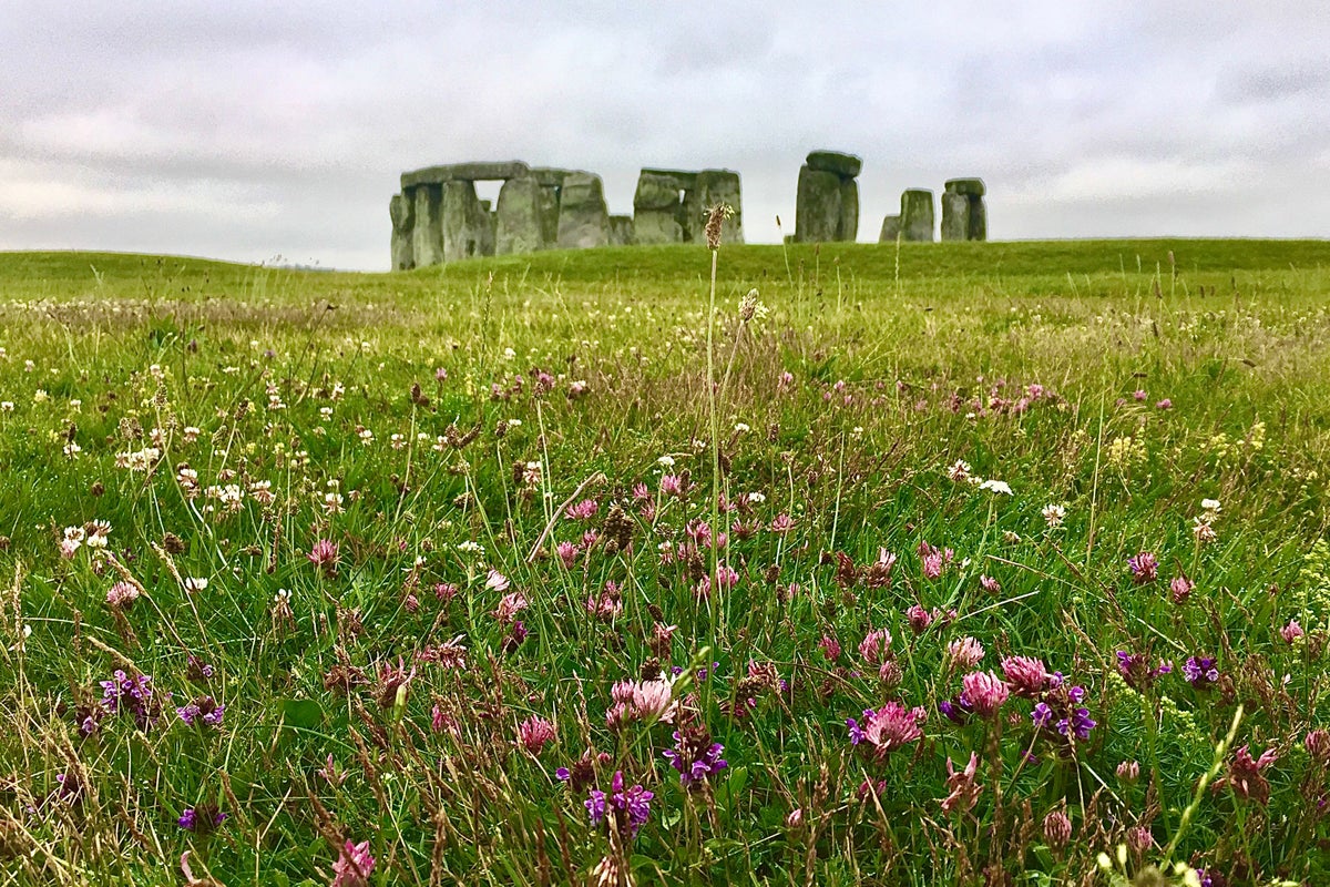 100 wildflower meadows to be created at historic English sites to mark ...