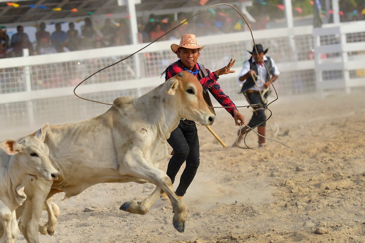 Guyana celebra su cultura vaquera con un rodeo | Independent Español