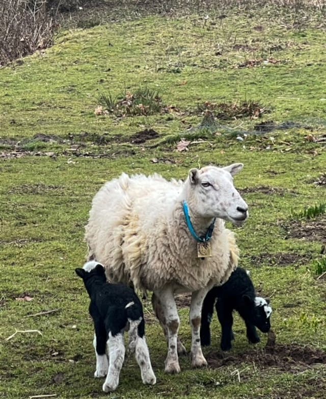 The sex therapist and the aristocrats: Inside the UK’s most upmarket ...