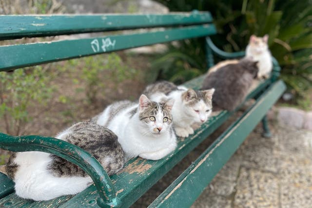 Welcome to Kotor, Montenegro’s medieval Balkan town that’s a cat lover ...