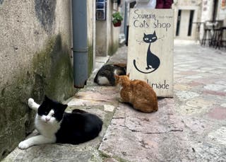 Welcome to Kotor, Montenegro’s medieval Balkan town that’s a cat lover ...