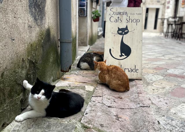 Welcome to Kotor, Montenegro’s medieval Balkan town that’s a cat lover ...