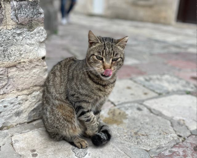 Welcome to Kotor, Montenegro’s medieval Balkan town that’s a cat lover ...