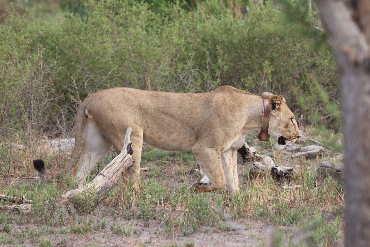 Pride in our prides: mitigating livestock conflict with lions in ...