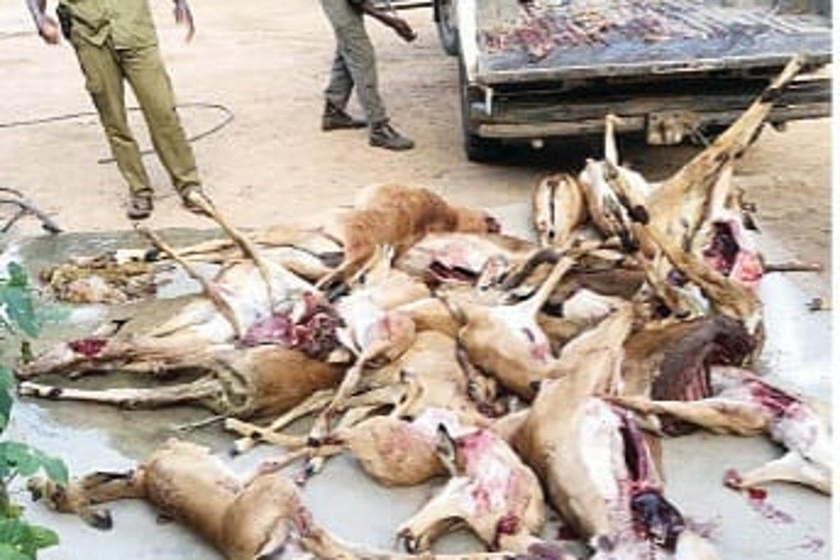 Starving villagers invade wildlife area in southern Zimbabwe | The ...