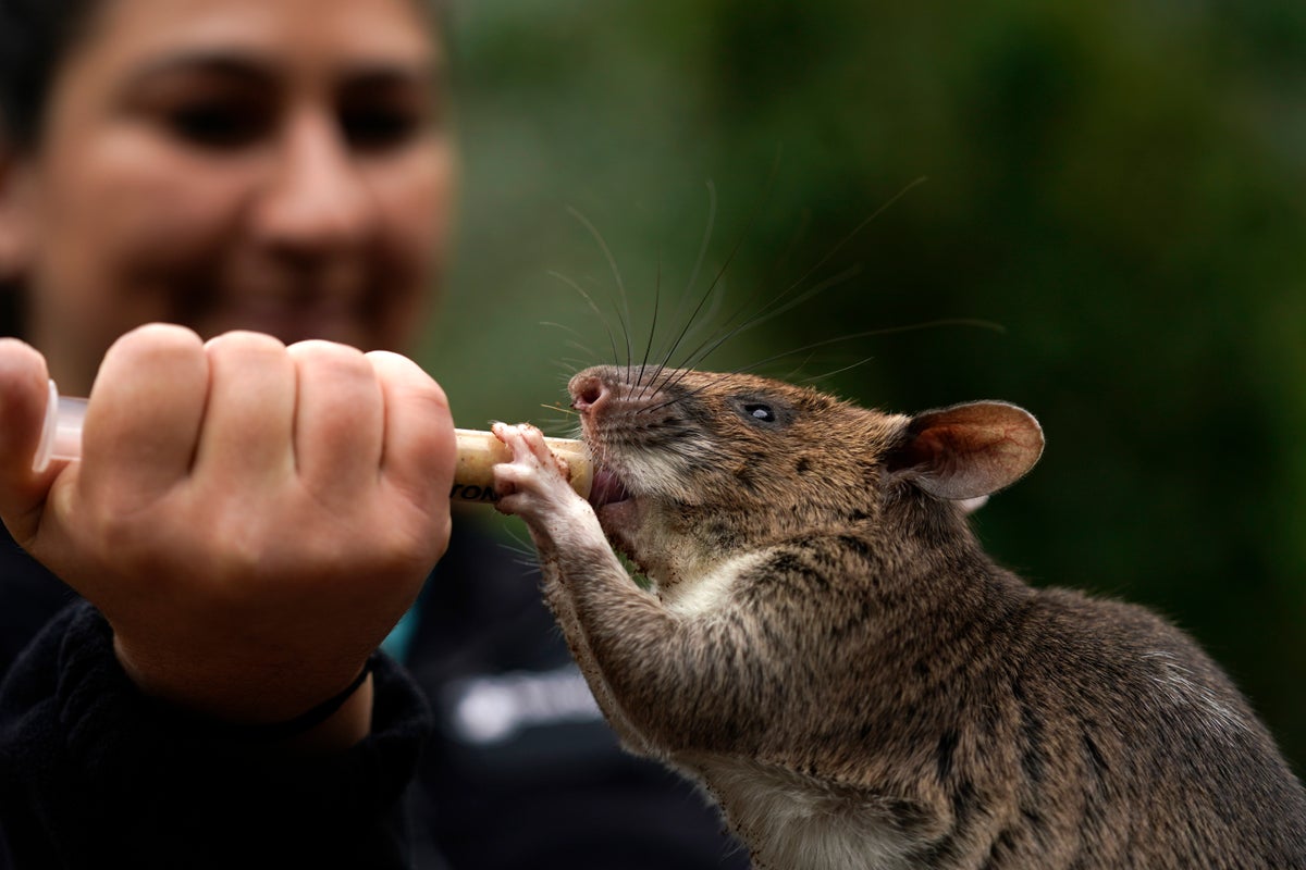 Rat ambassadors try to counter bad press amid NYC's rat war | The ...