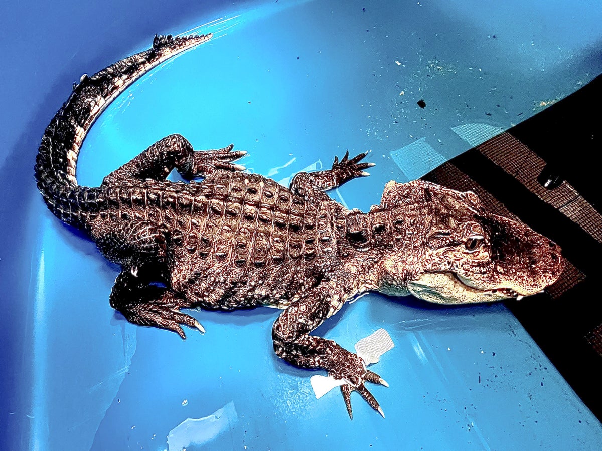 Baby Alligator Pet How Alligators Work | HowStuffWorks