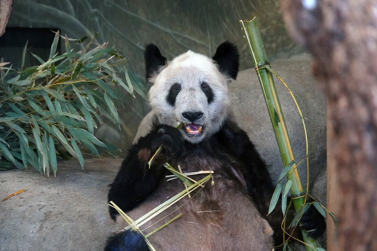 Ya Ya the giant panda heading to China after 20 years in US | The ...