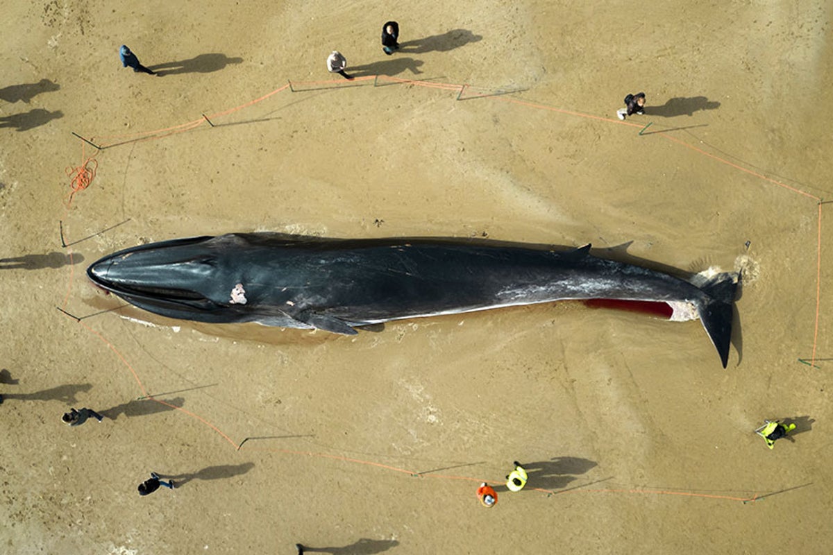 Japan to allow catching of fin whales five years after commercial ...