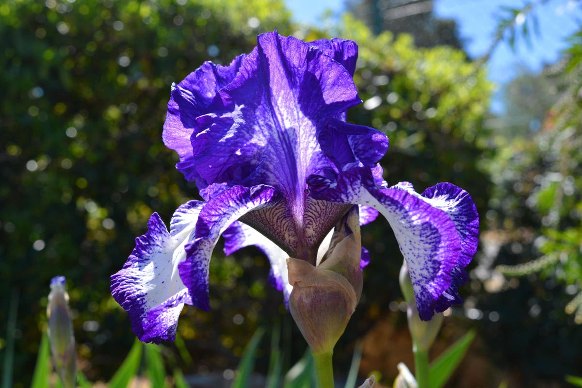 How to grow Chelsea Flower Show’s dazzling irises | The Independent