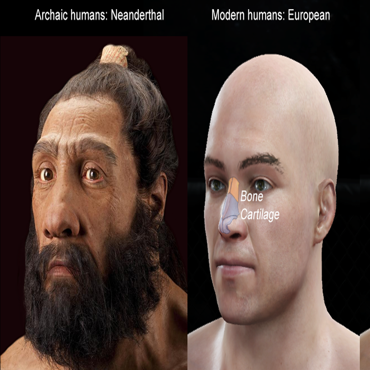 Neanderthal Genetics Landscape Reveals Key Differences