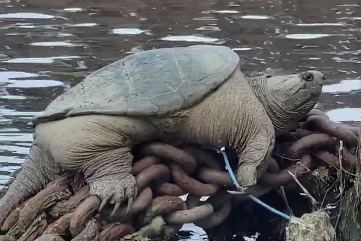 'Chonkosaurus,' plump Chicago snapping turtle captured on video, goes ...