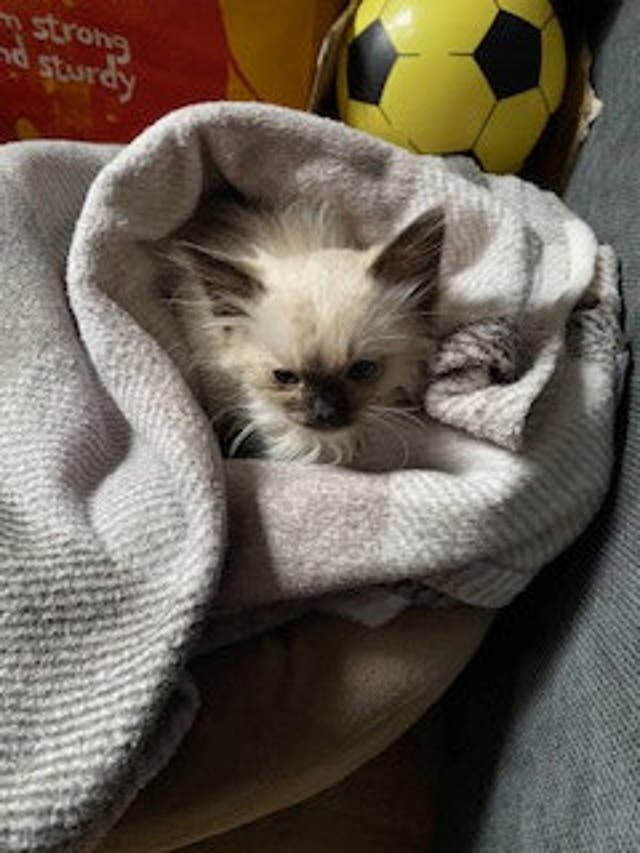 Amy Byrne and Harry Angell: Bexley police officer sold dying kitten to ...