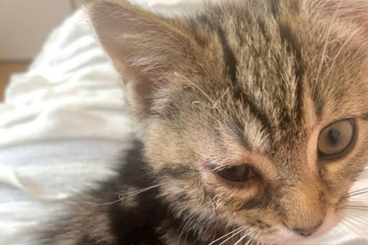 Amy Byrne and Harry Angell: Bexley police officer sold dying kitten to ...