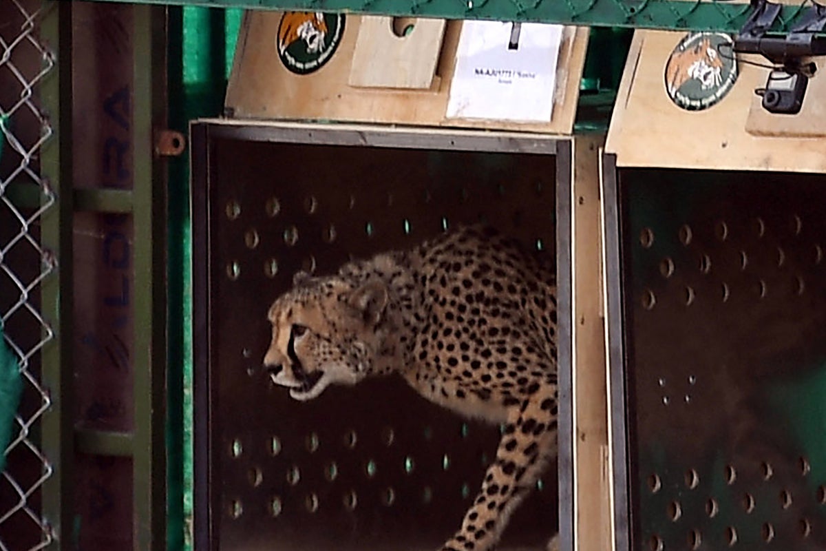Maggots, skin infection behind latest cheetah deaths in India, confirms ...