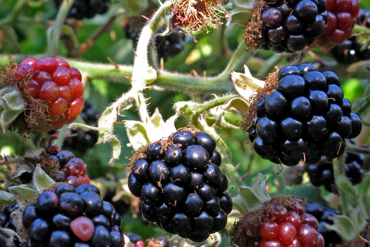 Apples and blackberries may help lower chances of developing frailty ...