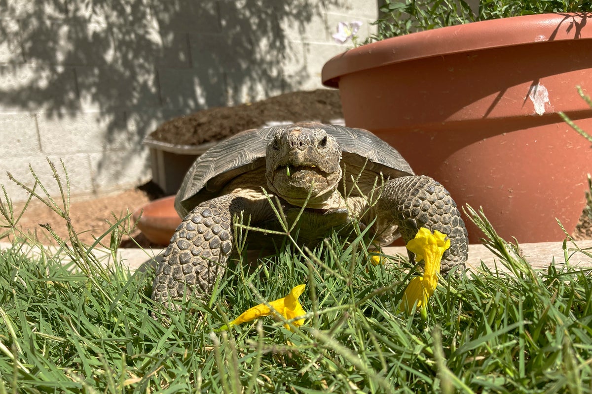 When you adopt a desert tortoise, prepare for a surprisingly social and ...