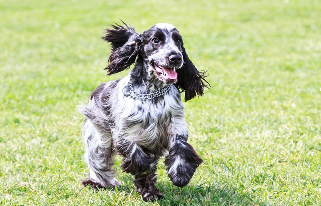 Best dog-friendly hotels in London | The Independent