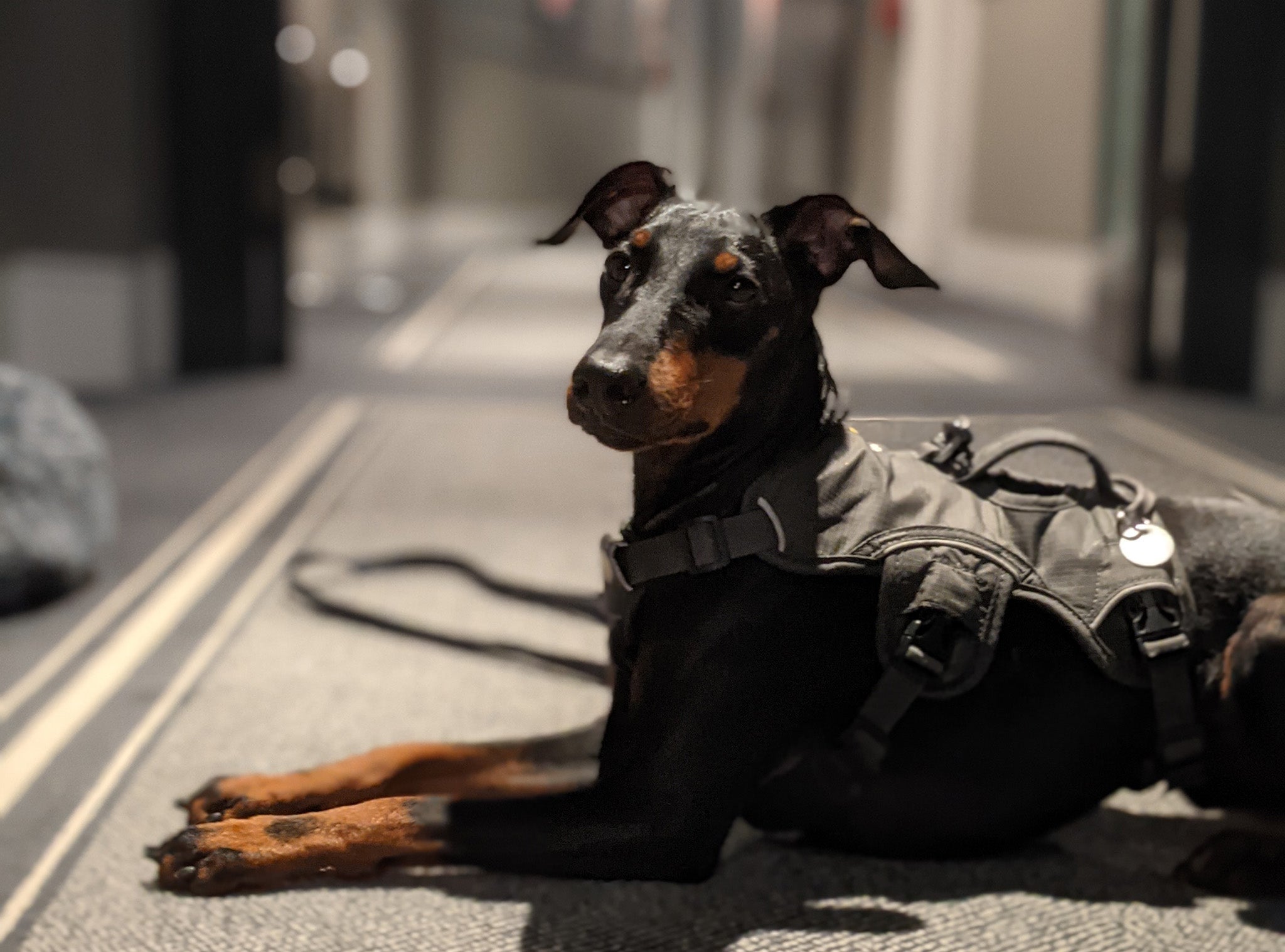 Best dog-friendly hotels in London | The Independent