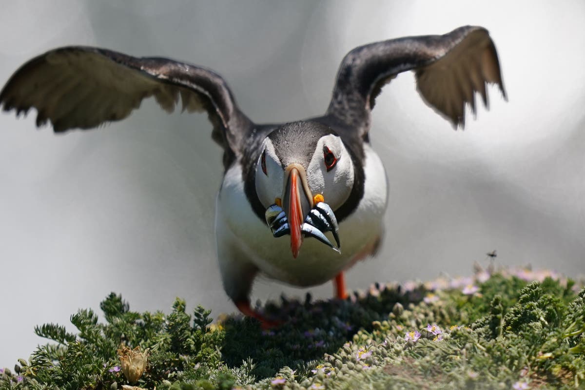 Puffin population may appear to be thriving, but more research needed ...
