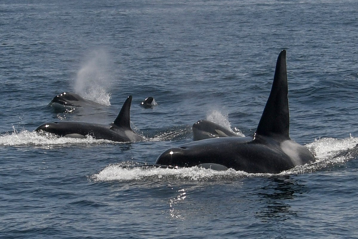 Killer whale rams fisherman’s boat in UK waters during latest Orca ...